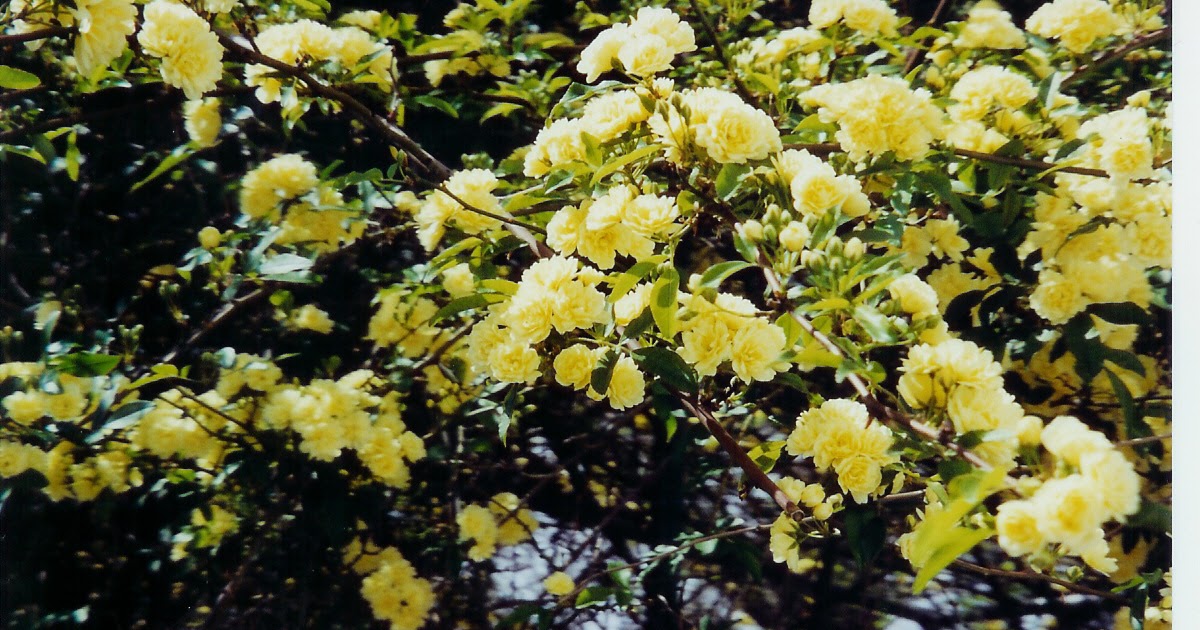 Rose Gardening World: Rosa banksiae