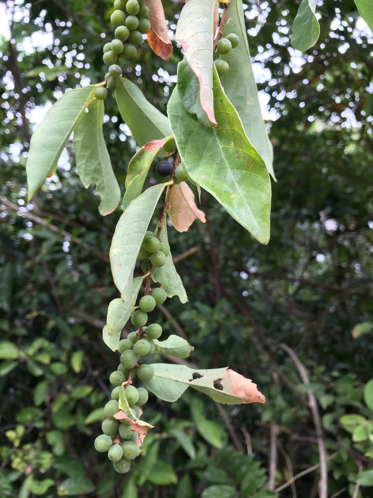 消耗五百食翻一千※香港行山記: 長洲南部 Cheung Chau South