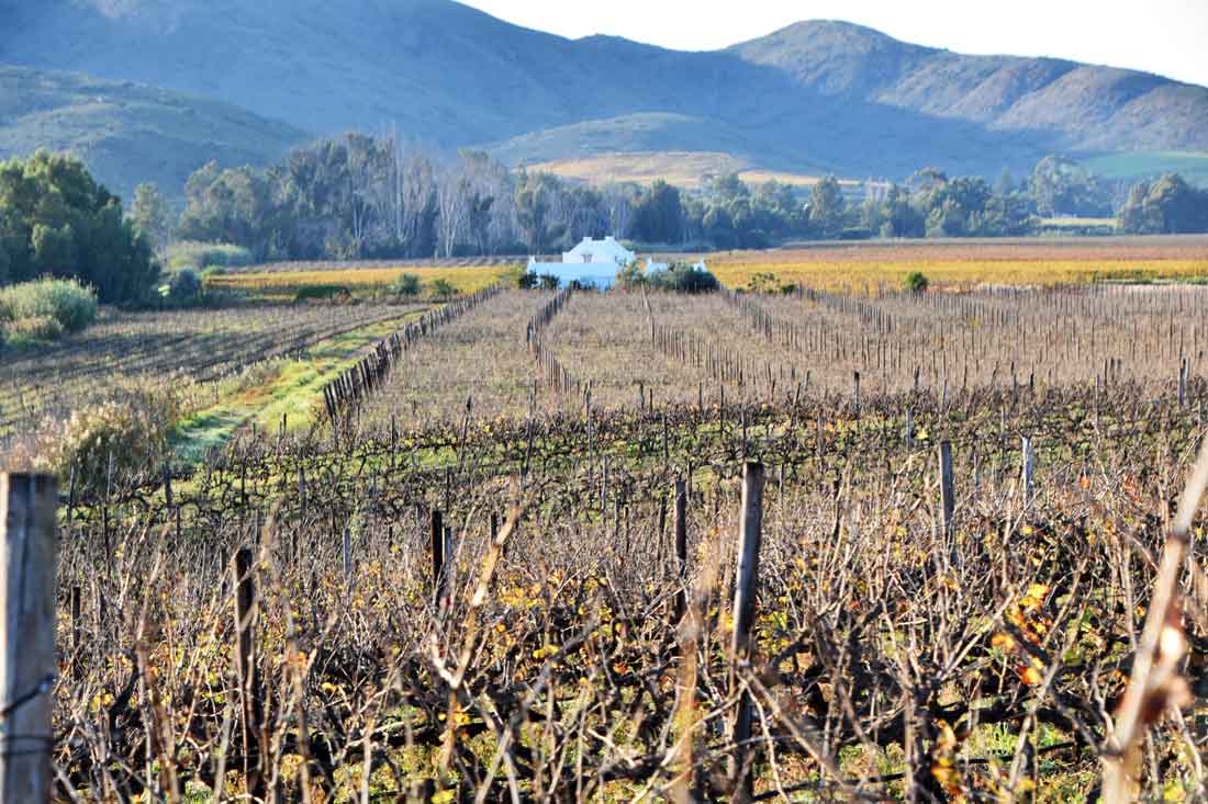 .: Robertson Wine Valley's Wacky Wine Weekend 10. Arendsig