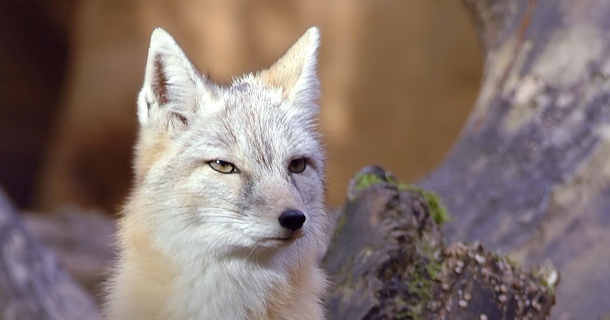 Vulpes. The Evolution of Foxes: Vulpes corsac the Corsac Fox