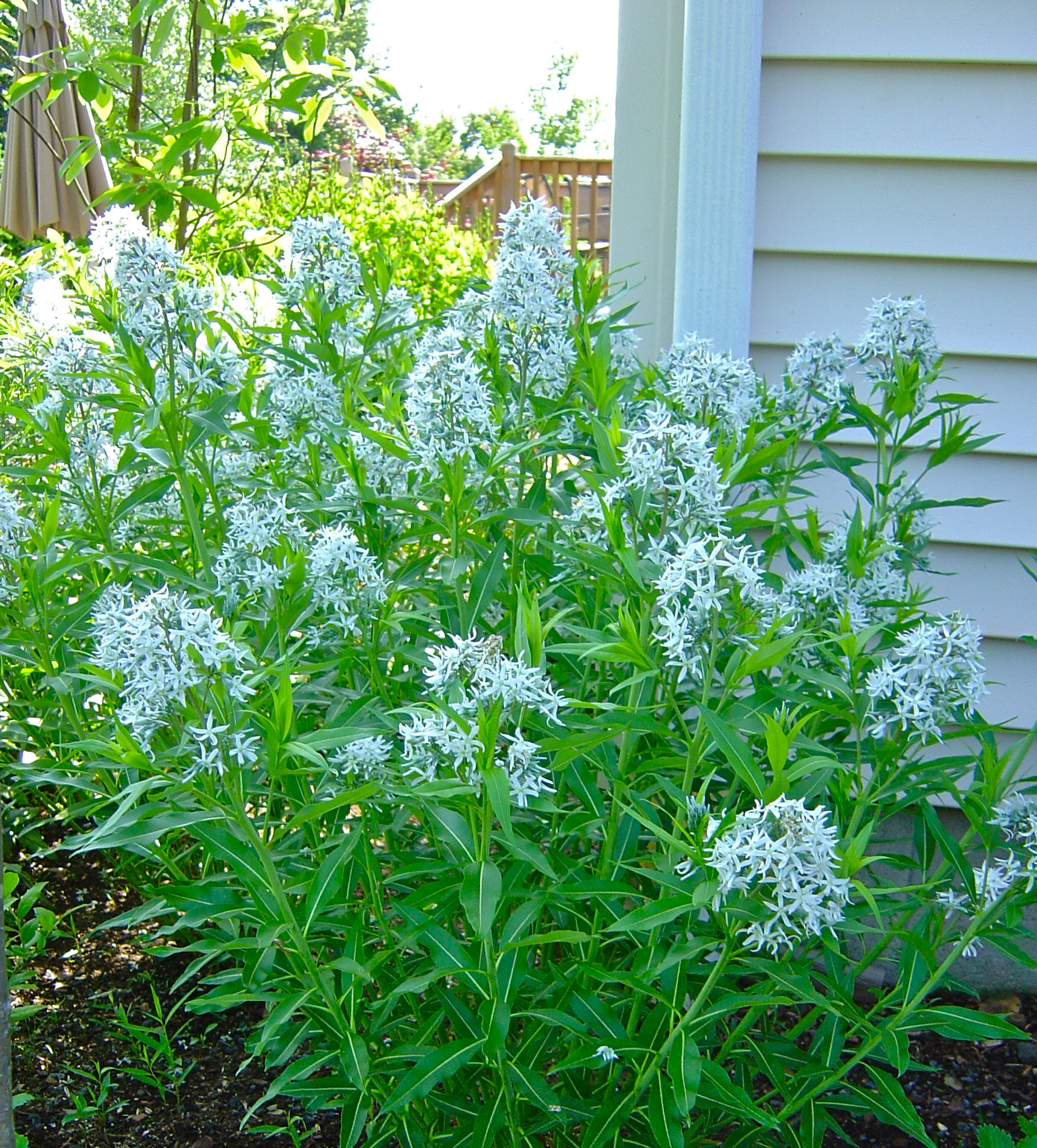 Plant Inventory at 20 Timothy : Amsonia / Blue Star