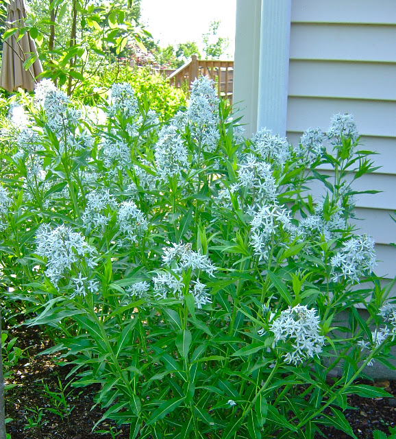 Plant Inventory at 20 Timothy : Amsonia / Blue Star