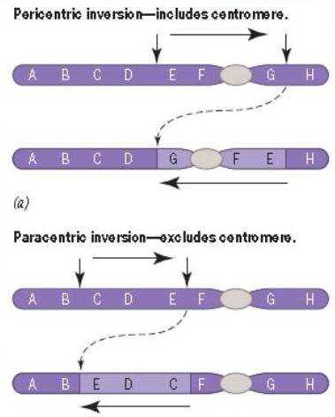 LET'S LEARN PLANTS: Chromosomal Aberration (Part I)