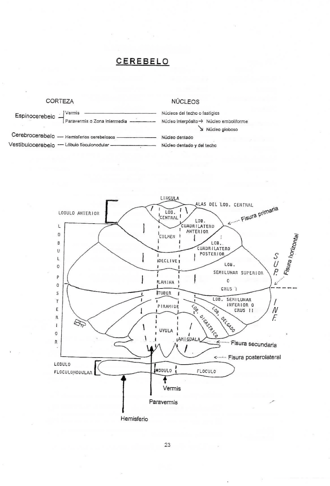 Estudiante de medicina : Apunte de neuroanatomia de Forlizzi Pro