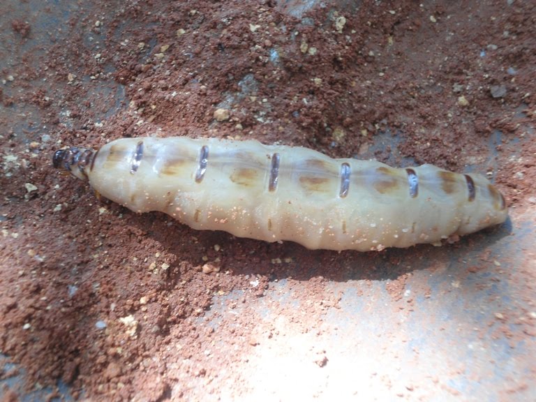 IDDY ALLUTE: Kazi ya kuangamiza maskani ya mchwa "kichuguu"