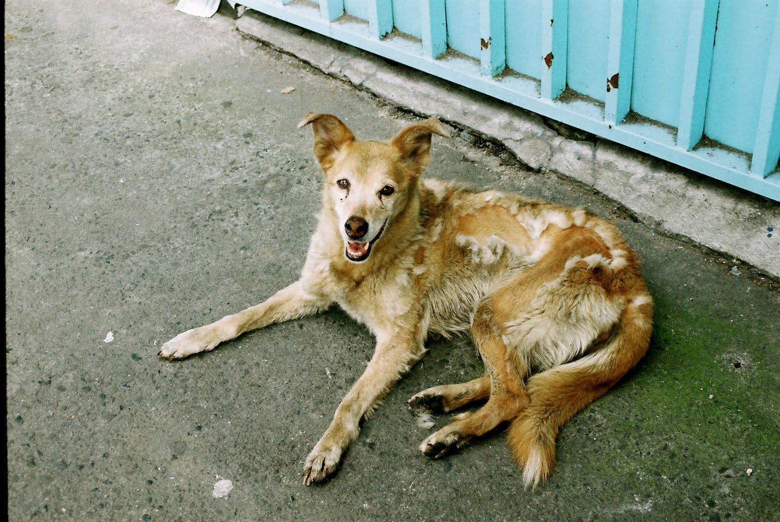 Gamborimbo: Doggie