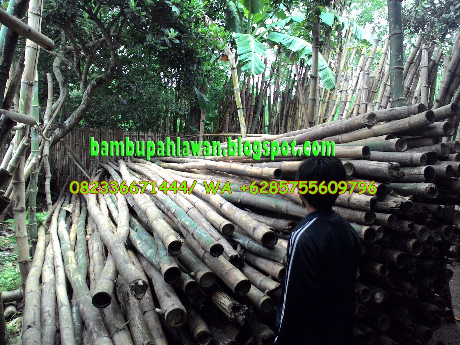 BAMBU PAHLAWAN: jual bambu banten jual sesek gedek banten Lebak ...