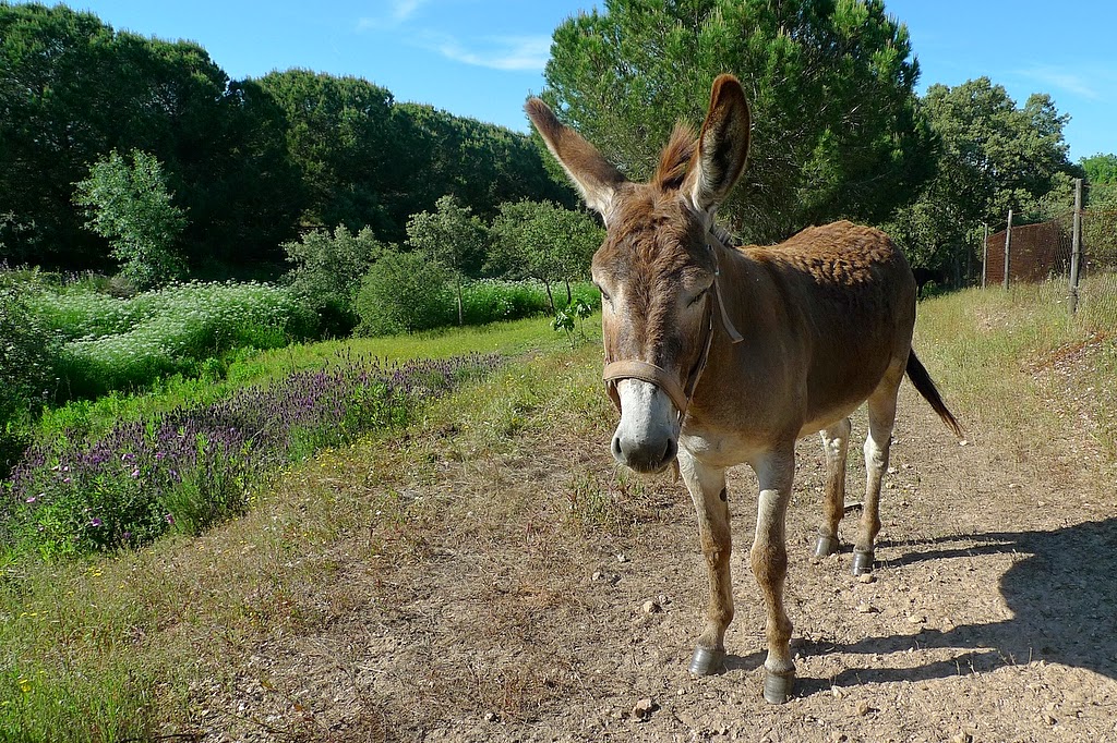 ALENTEJO - Fauna: Burro (Equus asinus)