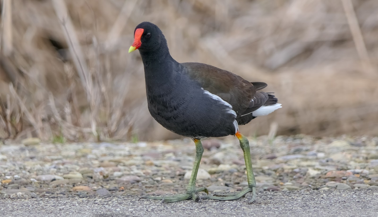Gale's Photo and Birding Blog: Common Gallinule