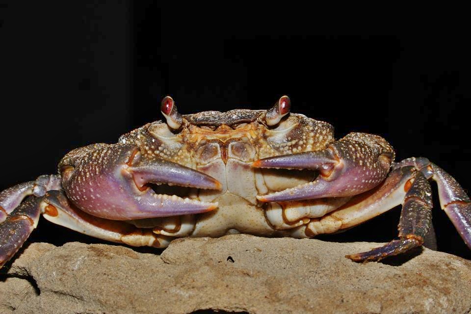 Biodiversity of Cyprus by NGO Protection of the Natural Heritage and ...