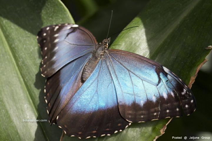 World’s Rare Photos And News!: Rare Butterflies