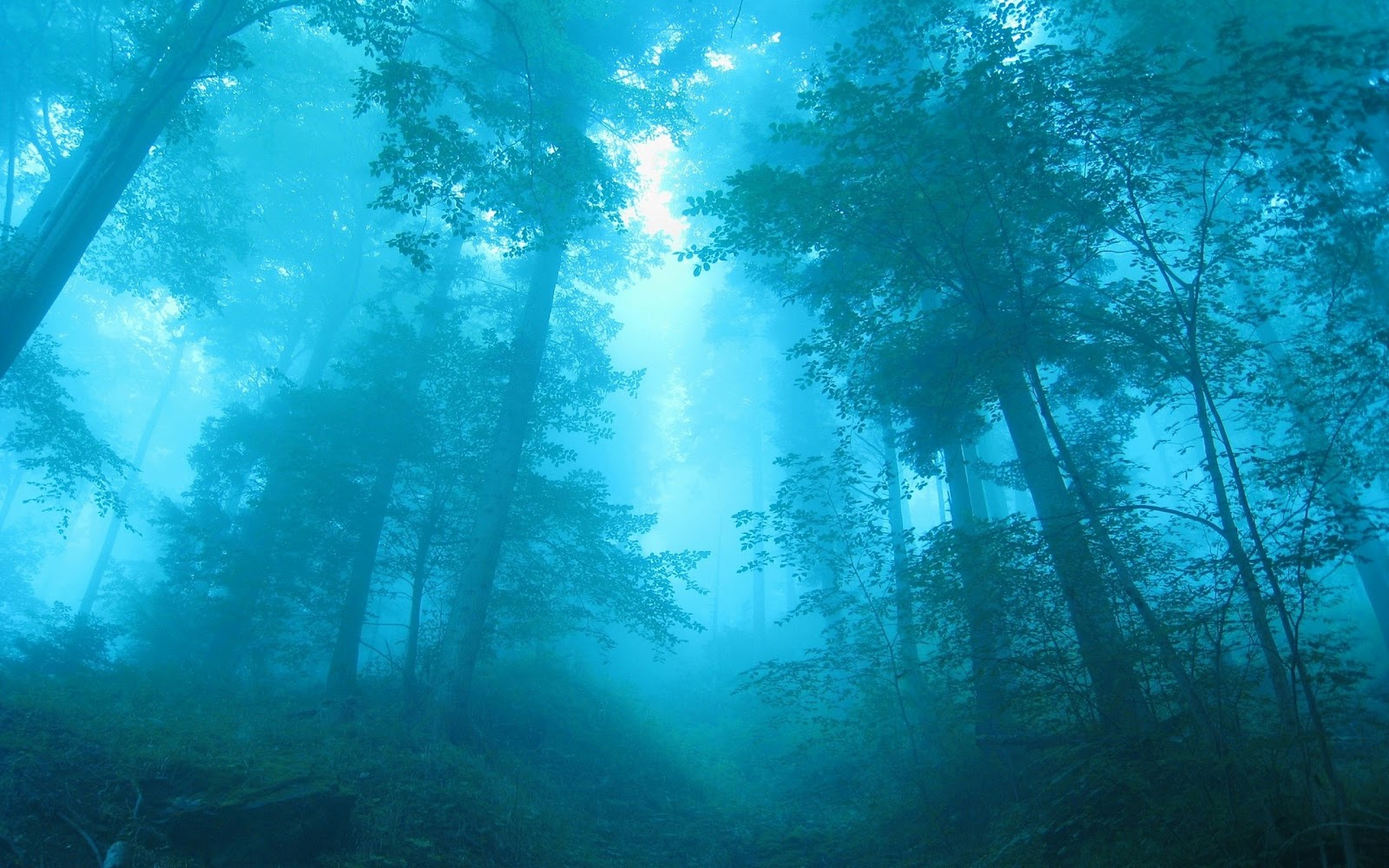 Blue Forests.