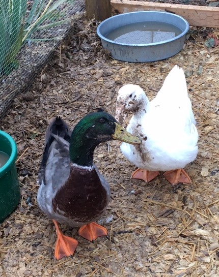 Homestead Bounty Blessings: Mud Ducks