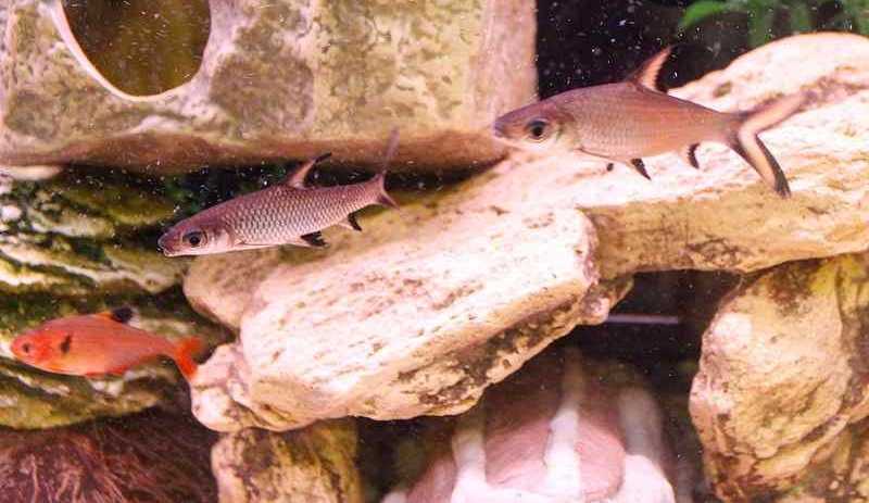 Bala Shark: Is This Freshwater Sharks Good For Your Aquarium | Fish ...