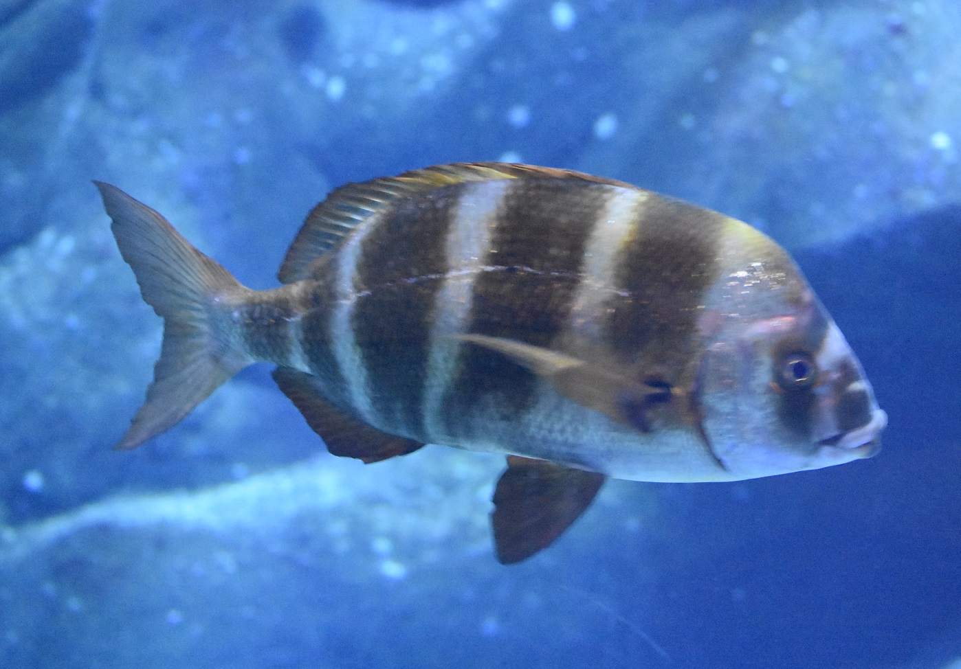 ZOOTOGRAFIANDO (6.096 ANIMALS): SARGO BREADO / ZEBRA SEABREAM (Diplodus ...