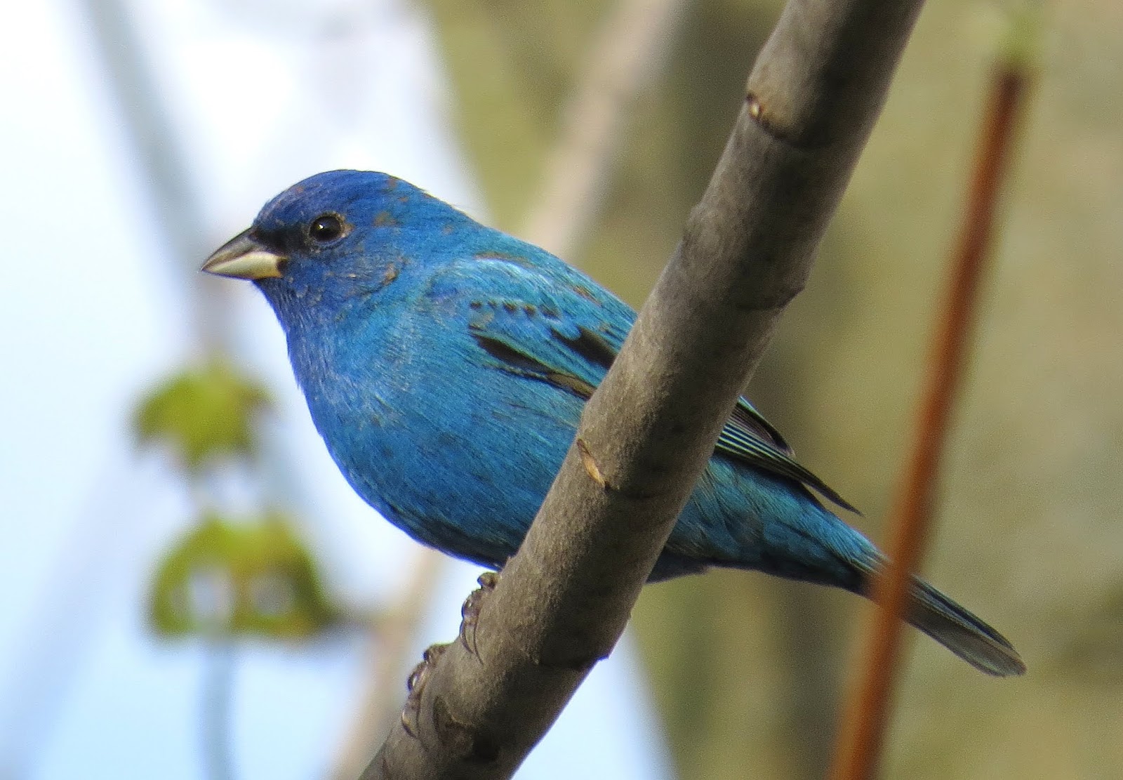 Indigo Bunting (Passerin indigo) - Travels With Birds