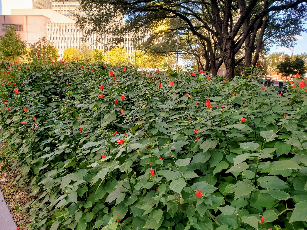 The Foraged Foodie: Foraging: identifying and eating turks cap flowers ...