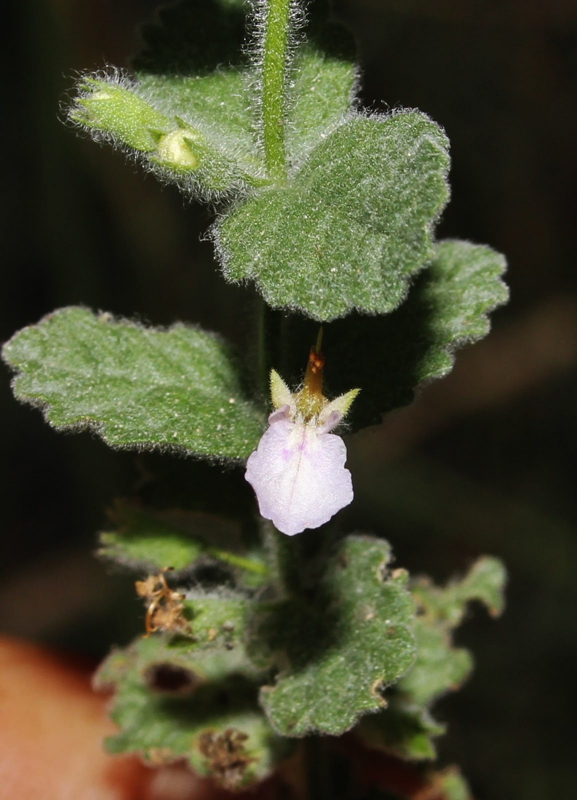 Biodiversity of Cyprus by NGO Protection of the Natural Heritage and ...