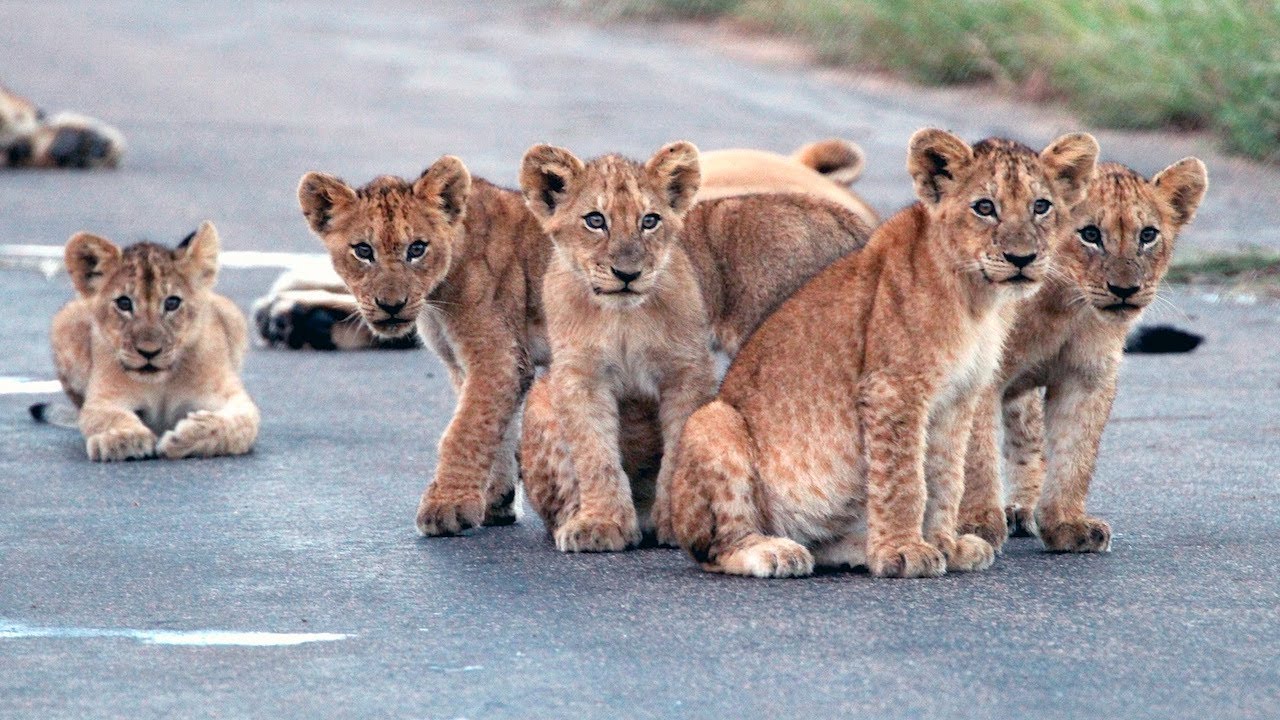 Lion Cubs facts: Lion Cubs