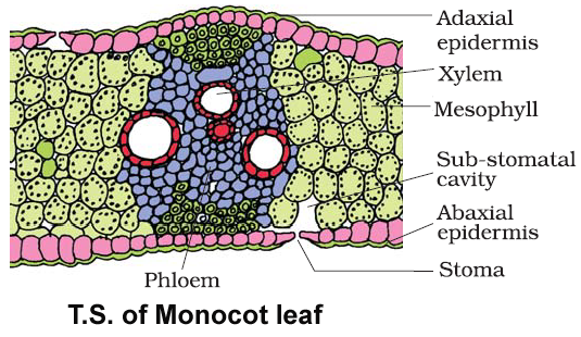 Anatomy of flowering plants - Notes (Class 11) Part 3: Anatomy of Dicot ...