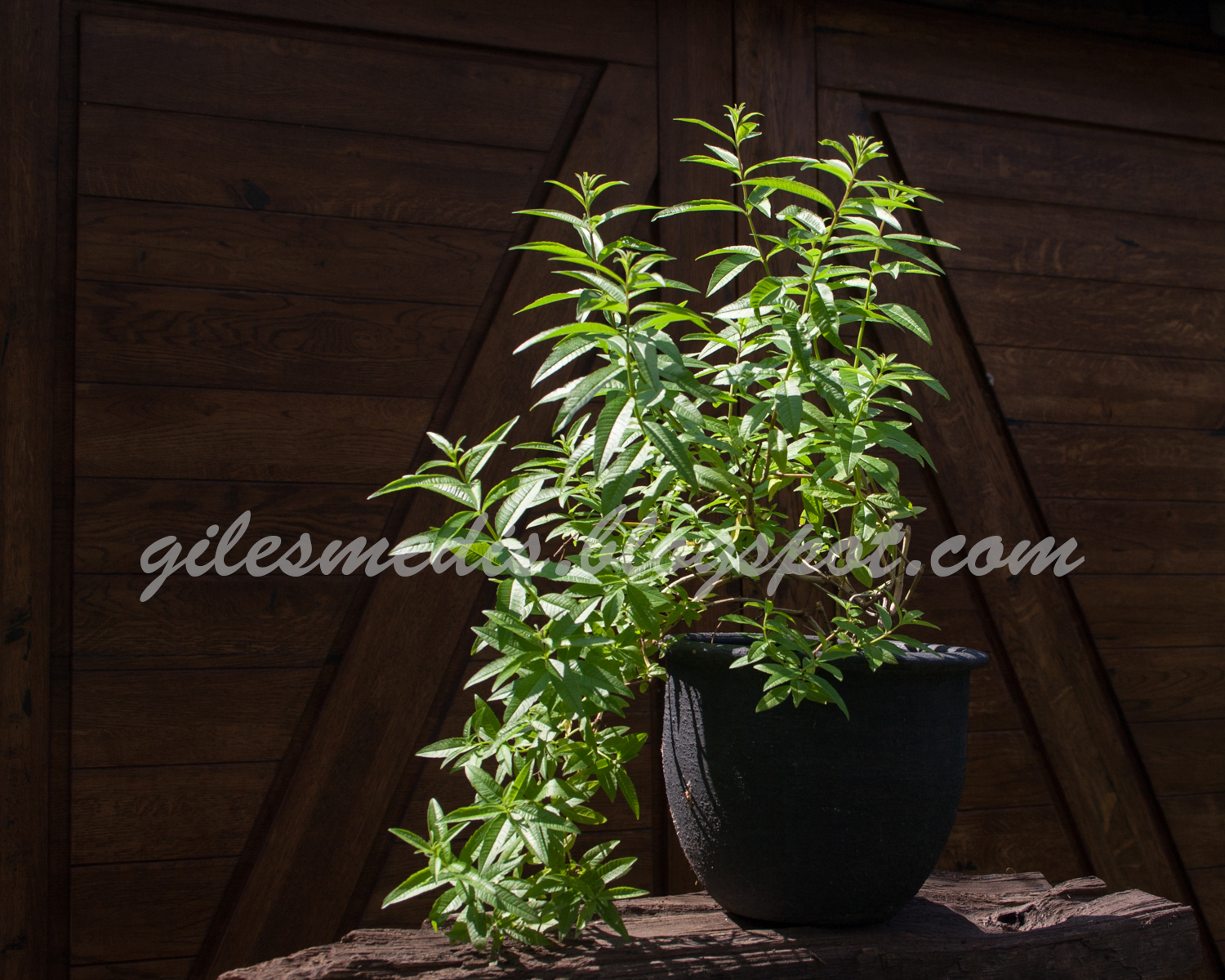 Gilės medis: Parmos karalaitė ar citrininė verbena?