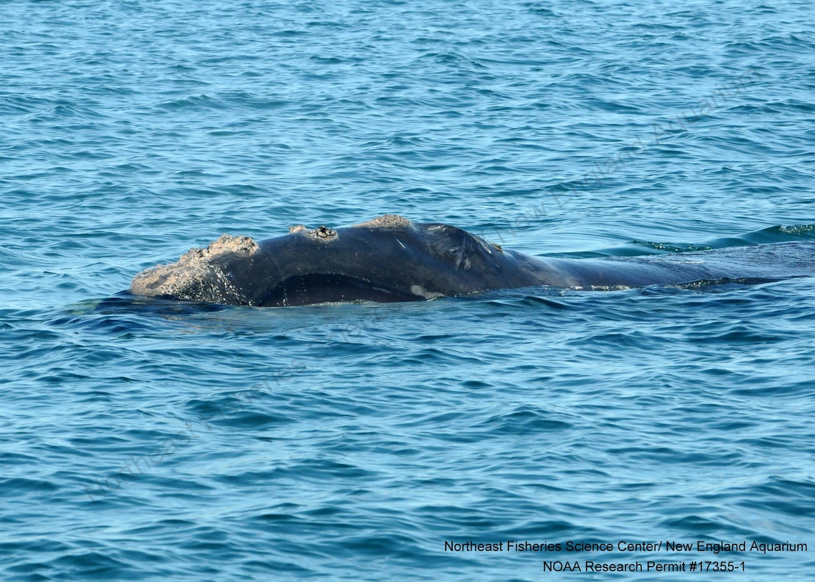 Right Whale Research Blog