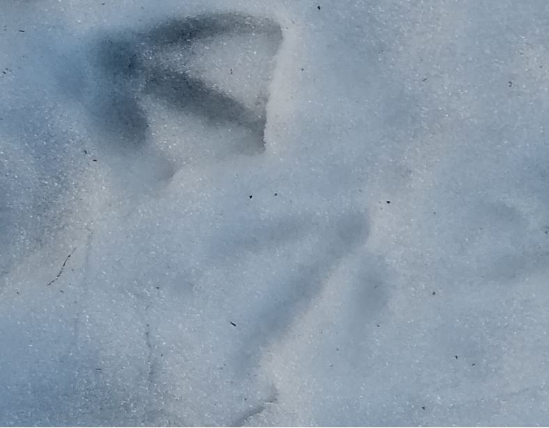 The Woodsman's Journal Online: Turkey or Goose Tracks?