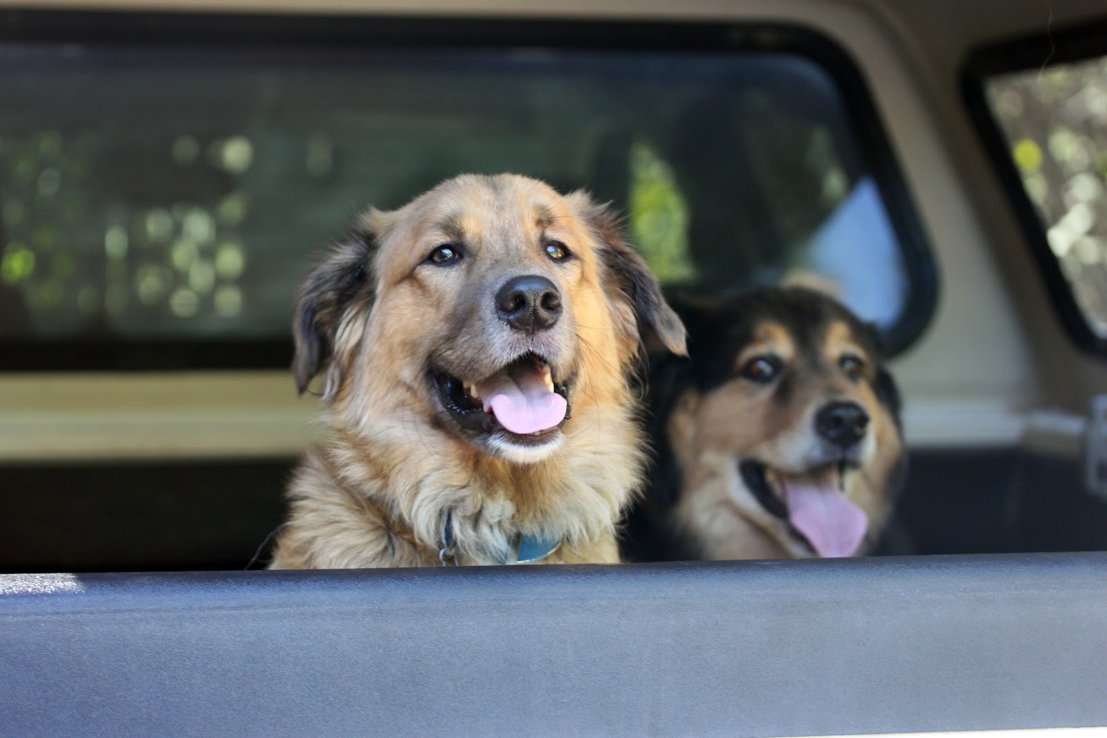 coffee with a canine: Lanier Scott Isom & Sparky, Dakota, and Bear