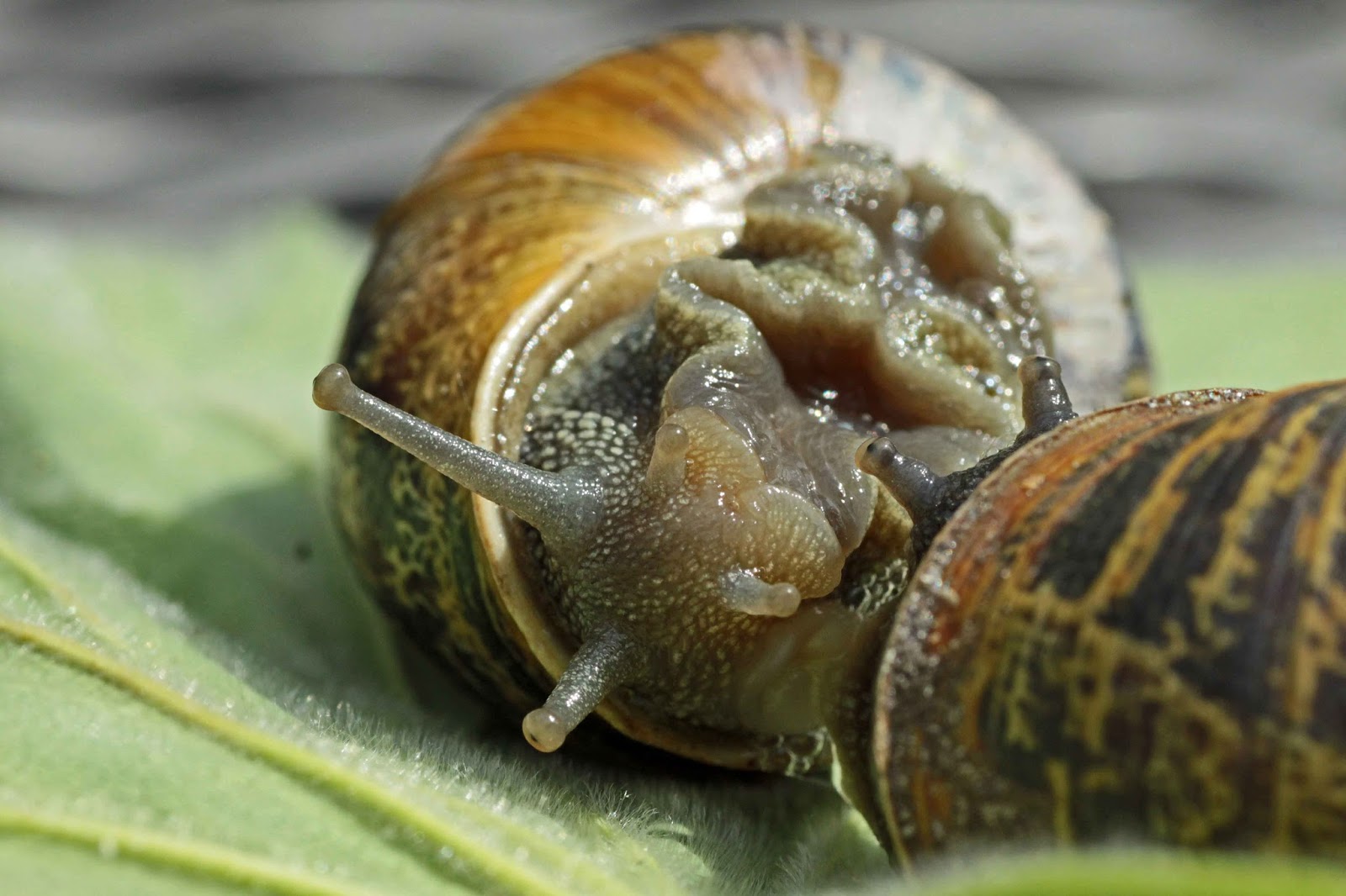 DOMMELVOS NATUURFOTOGRAFIE: Hoe doen slakken het? (versie 2)