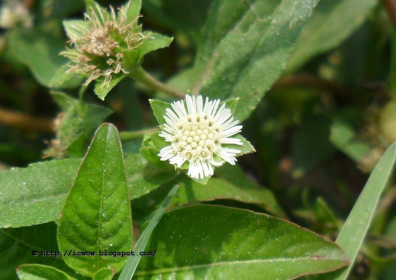 False Daisy(কেশরাজ ফুল) - Eclipta prostrata
