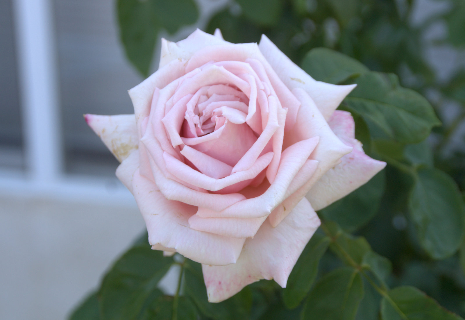 Organic Garden Dreams: August Roses