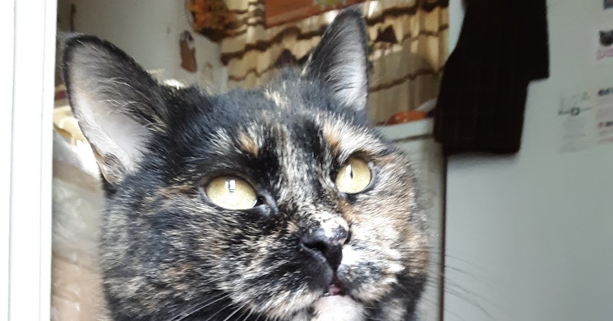 Melissa's Mochas, Mysteries and Meows: Full Frontal #SundaySelfie