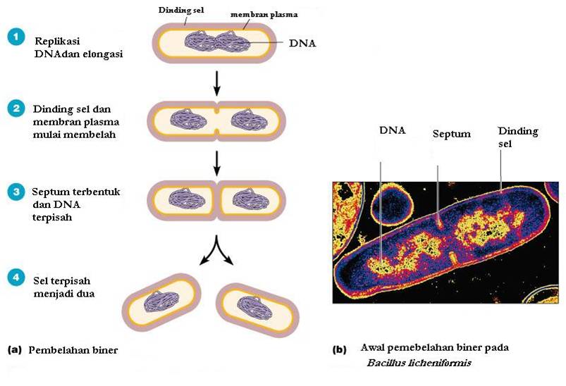 Amitosis Adalah - Kamus Biologi Online - Biologi Edukasi: Belajar Sains ...