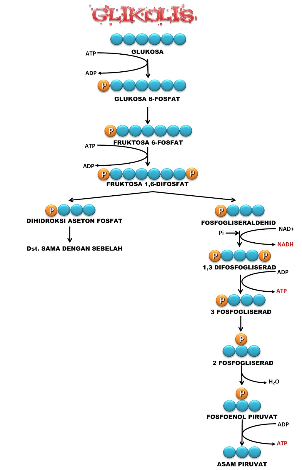 GLIKOLISIS DAN DEKARBOKSILASI OKSIDATIF - [PPTX Powerpoint]