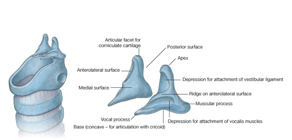 MBBS Medicine (Humanity First): Anatomy of Larynx