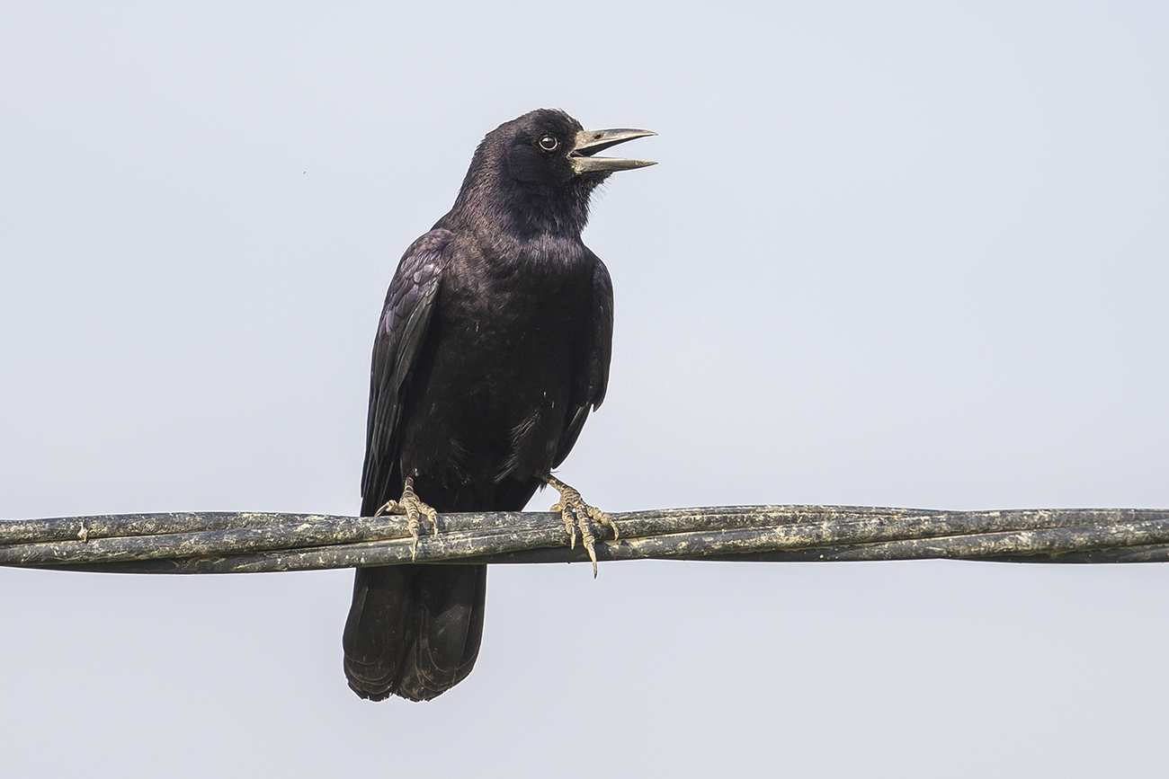 As The Crow Flies - a Hong Kong Birding Blog: An unexpected Rook