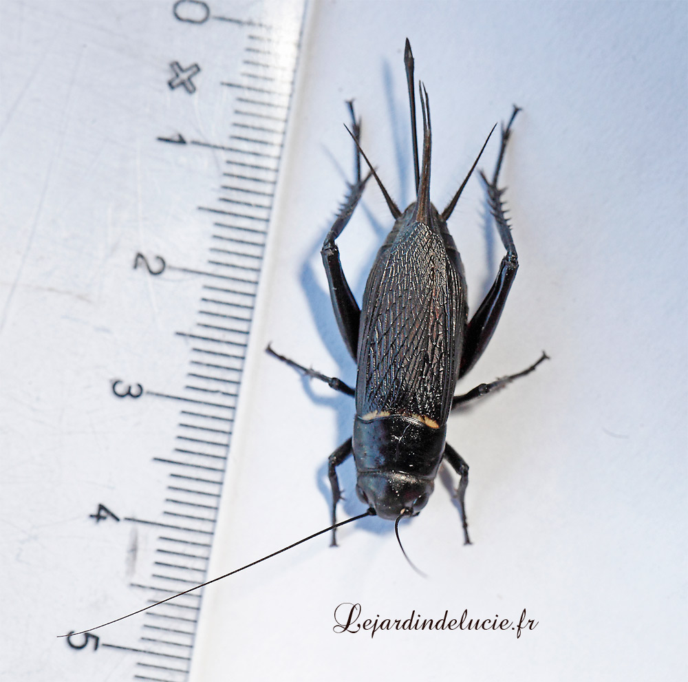 Gryllus bimaculatus, Grillon provençal, une femelle