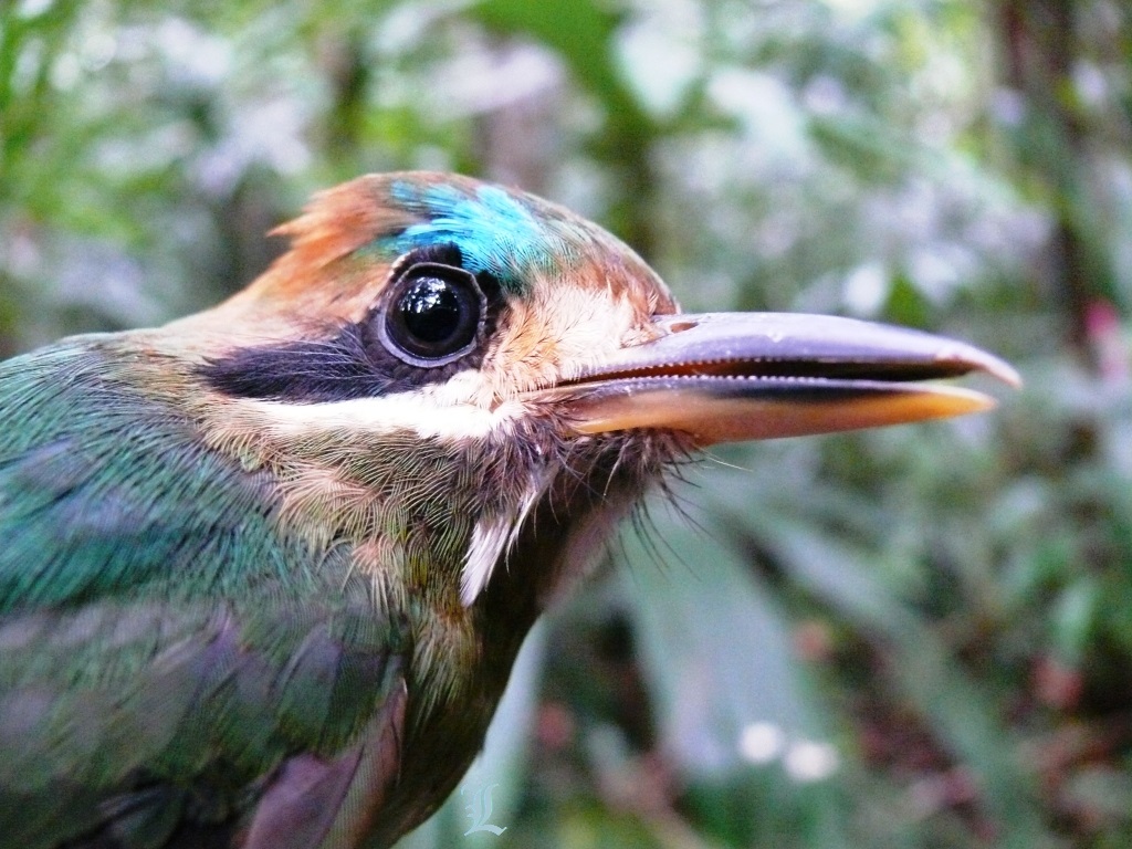 A trip looking for motmot species