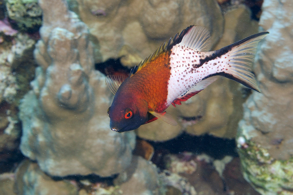 Real Monstrosities: What's up with all these pigfish?