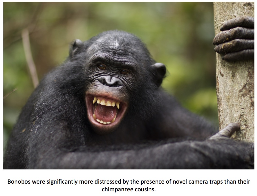 Texas Cryptid Hunter: Sasquatch FAQ Series: Do Wood Apes Avoid Game ...