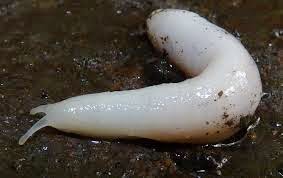 #Moderationis: La babosa fantasma o Limaco carnivoro