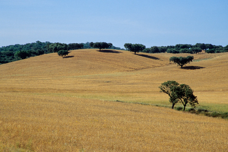 CONFESSIUM: ALENTEJO