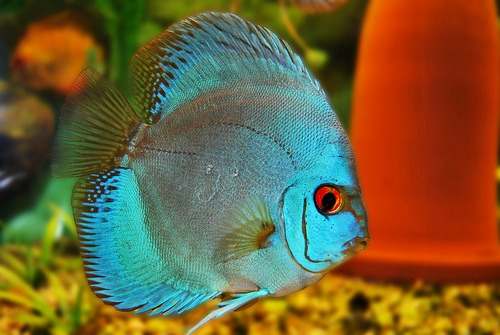 Acuario Virtual:::...: La belleza de los peces disco. Unos cíclidos muy ...
