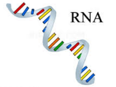 Pengertian RNA, Fungsi, Struktur, & Jenisnya