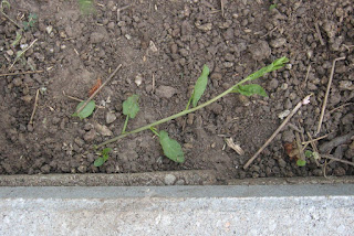 Kansas Gardener: War on Weeds: Bindweed