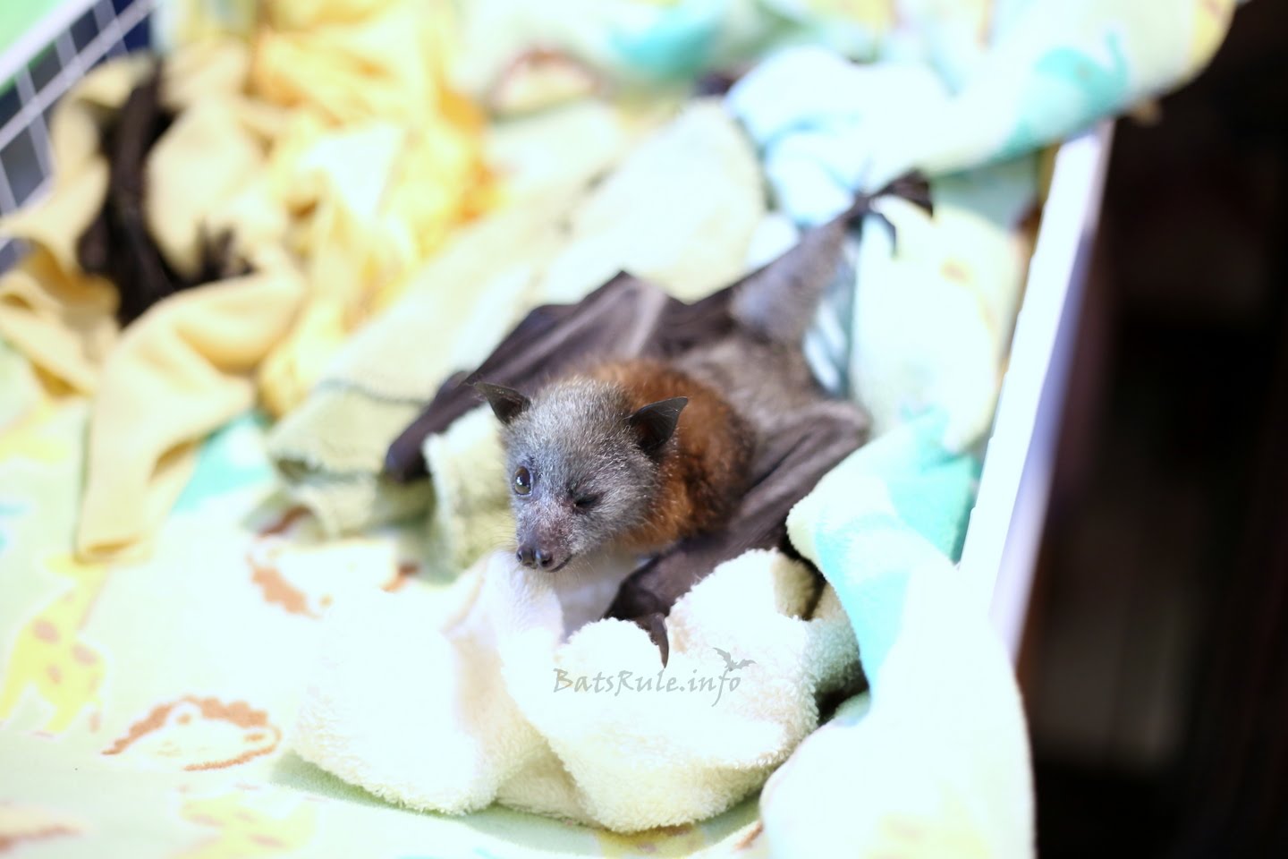 Rehab | Megabat babies Flying-foxes fruit bats