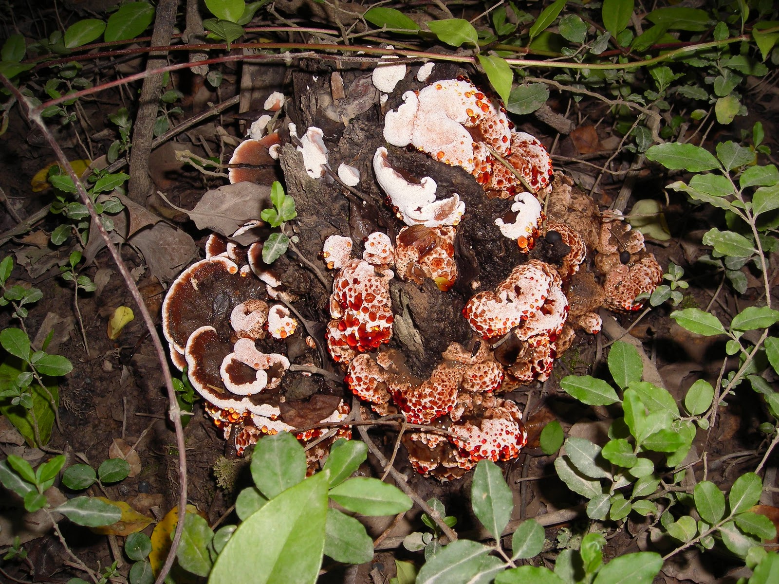 Blog de la Carrera de biologia Universidad Favaloro: Salida al Delta