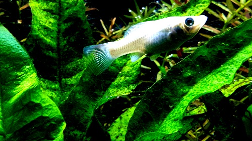 Top 10 Small Tropical Fish for Community Fish Tank