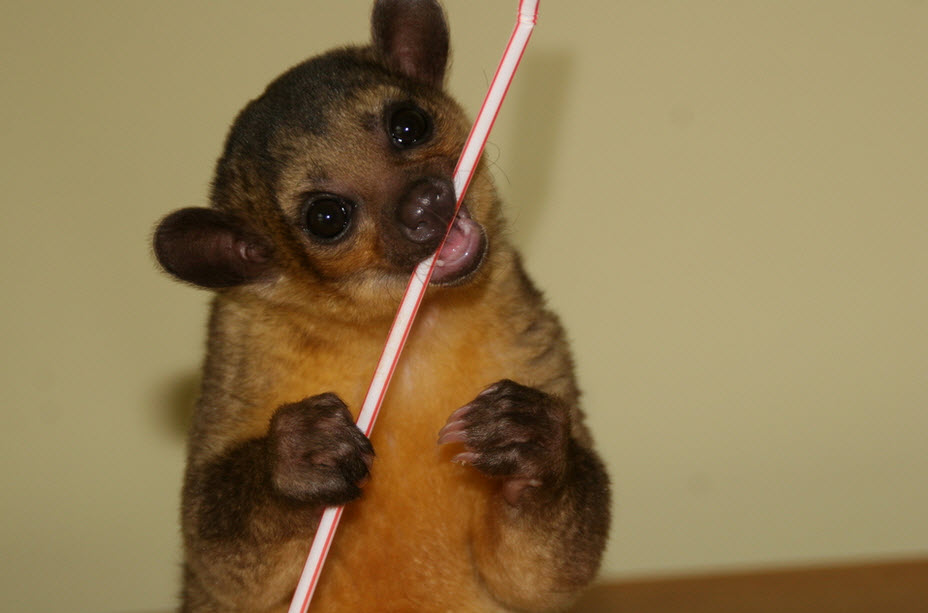 Kinkajou | The Biggest Animals Kingdom