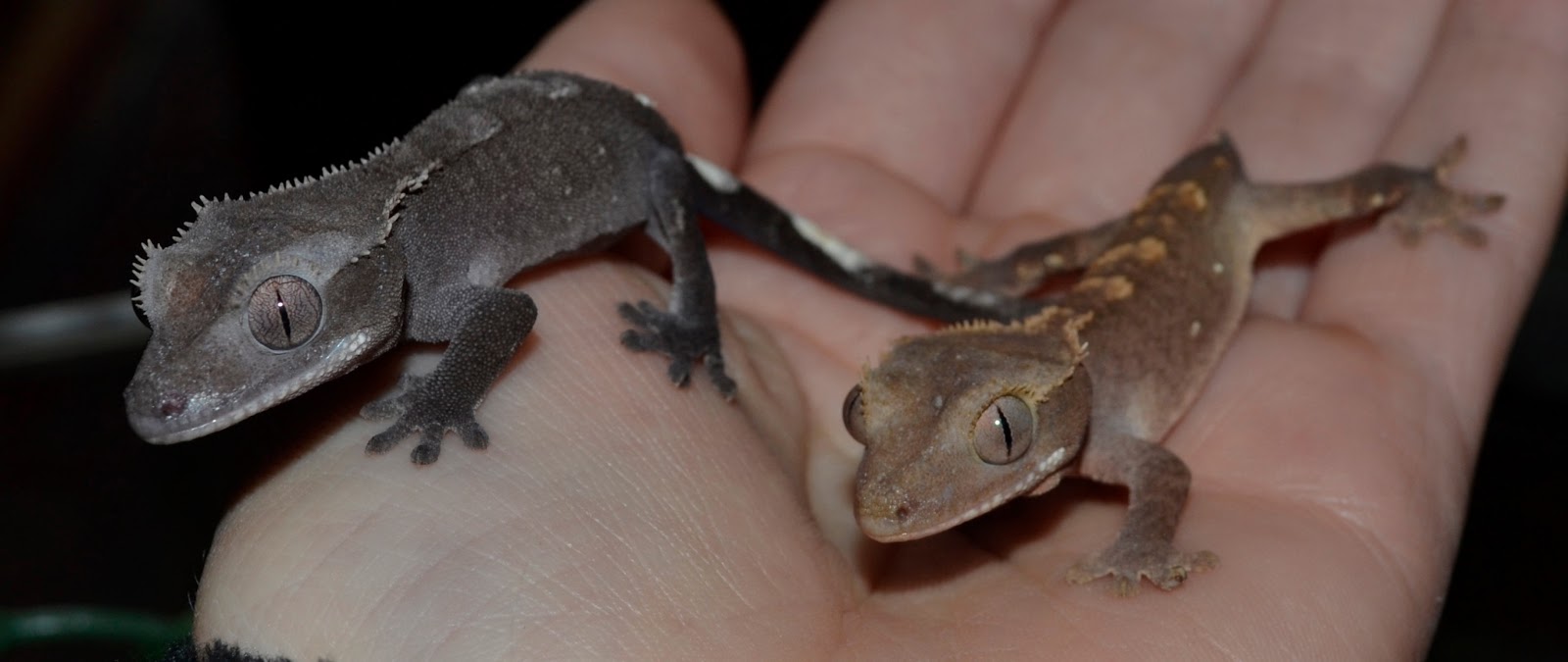 Crested Geckos Blog: Grey Geckos Photos